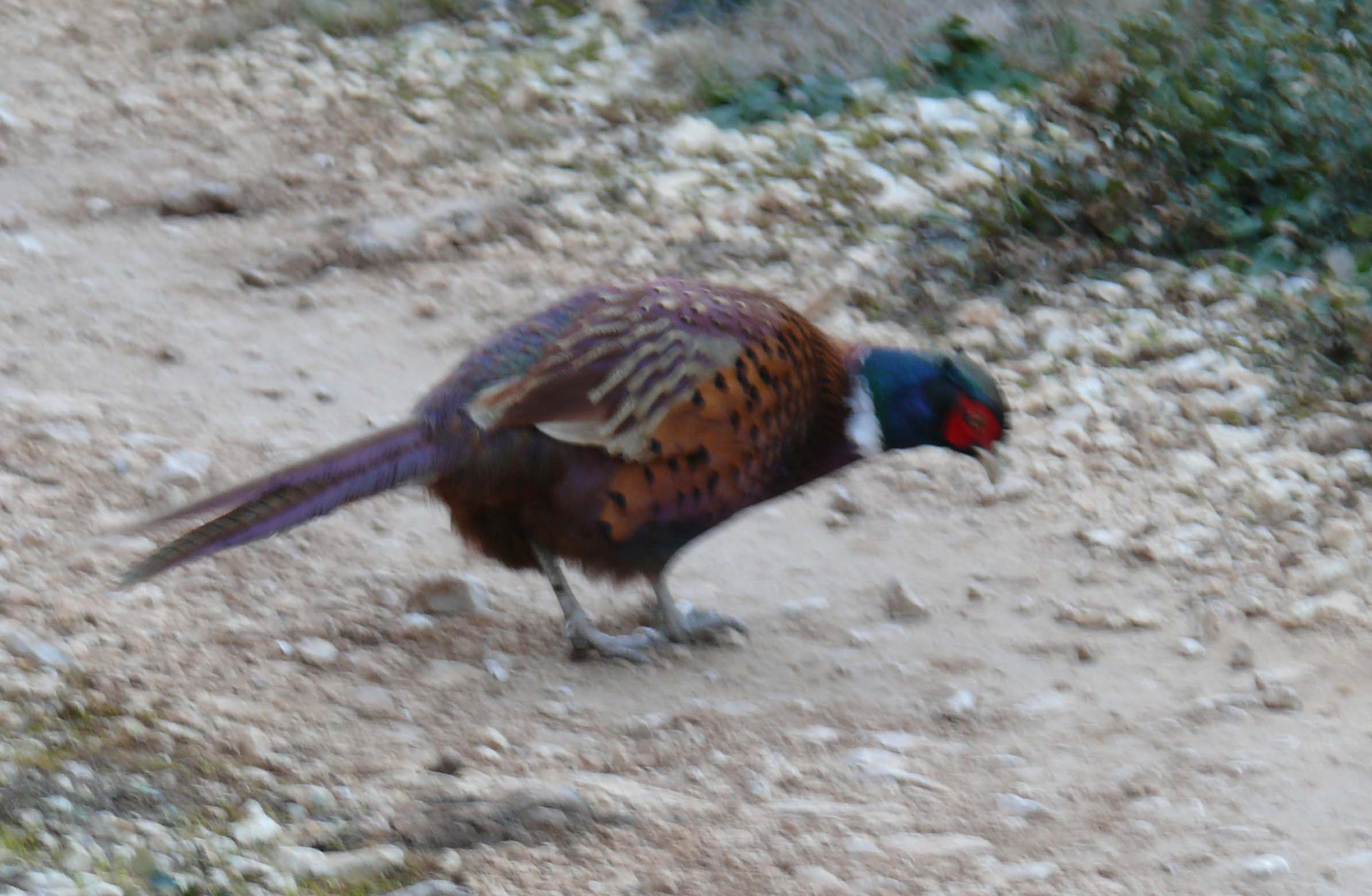 Domaine de Chasse de Costebelle-Vallus